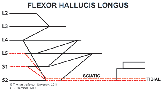 Neurological Examination of Limbs